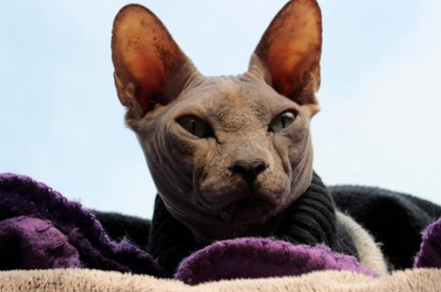 Video: Un misterioso gato revoluciona las redes