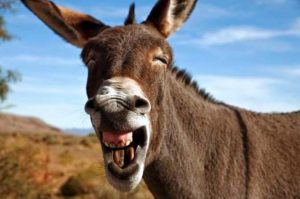 ¿Cuál es el origen y significado de la expresión 'Como burro en primavera'?