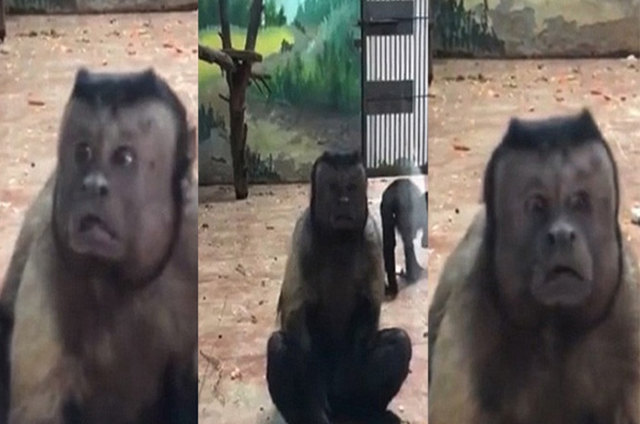 Mono con cara de preocupación se vuelve viral