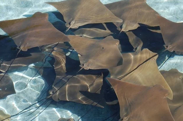 Bahía de Kino registra más de 100 picaduras de mantarraya y un fallecido