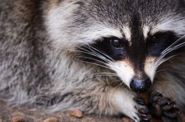 Alerta en NY por la presencia de cuatro mapaches rabiosos