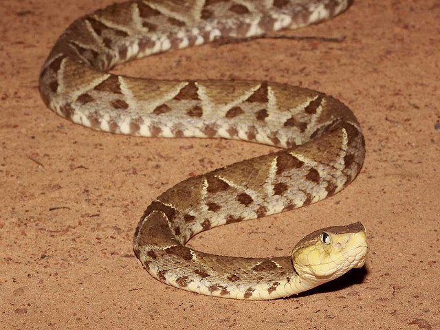 Las serpientes más venenosas - Quintana Roo Hoy
