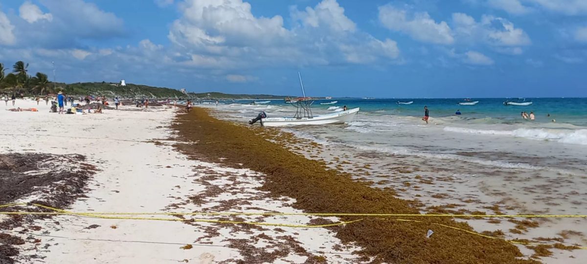Inicia recale de sargazo, en costas de Tulum - Quintana Roo Hoy