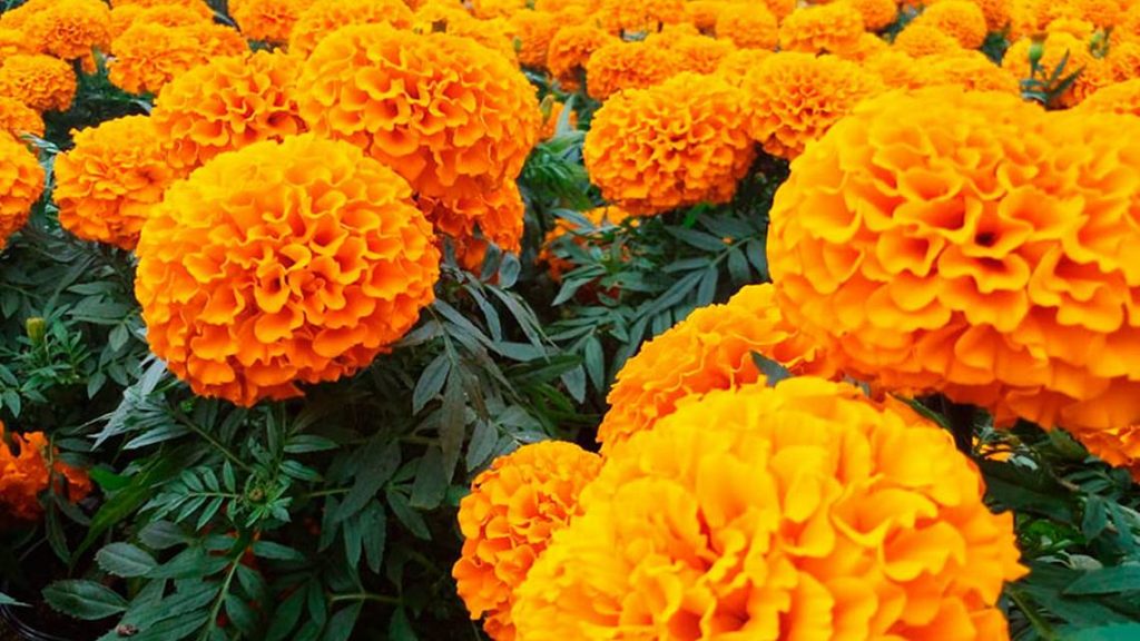 Flor de cempasúchil, ¿de dónde viene y por qué es tradicional en los ...