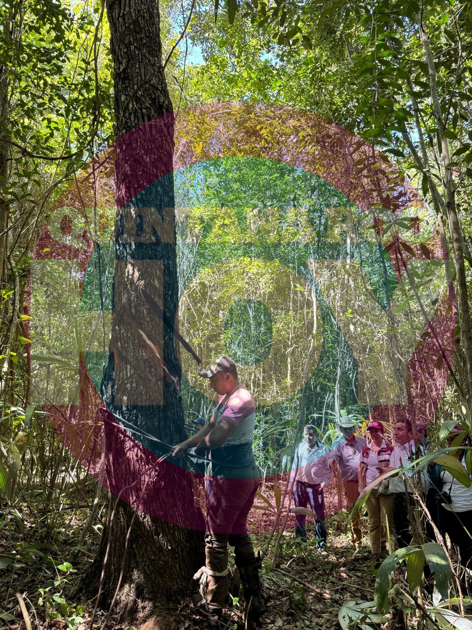 Mayas de Petcacab muestran el arte de hacer chicle