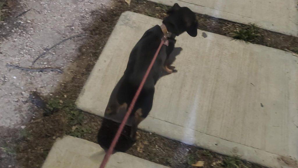 Atiende veterinaria entre 7 y 10 perros drogados a la semana, en Playa ...