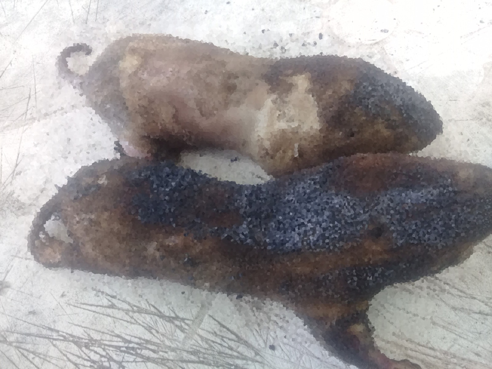 Comercializan la tuza en “pib”, hombres de campo dejan trampas en las ...